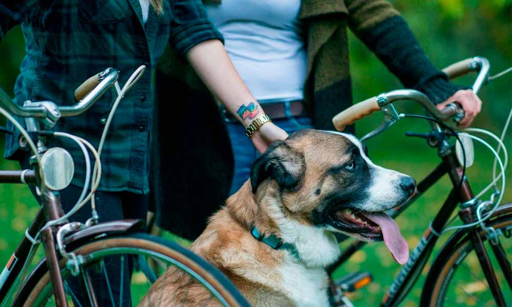 Dog Bike Riding Tips Gear and Safety – Petlux.eu