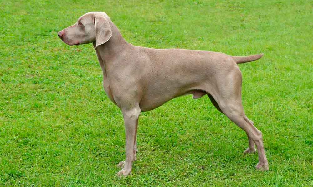 The Best Way to Groom Short-haired Dogs – Petlux.eu