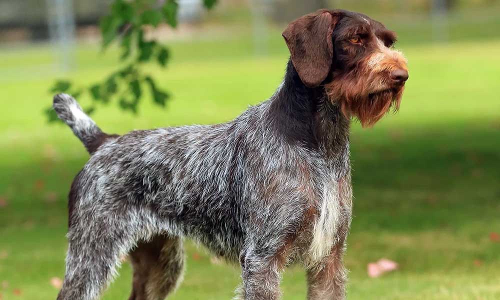 German Wirehead Pointer – Petlux.eu