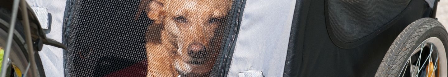 Run and Cycle with Your Dog – Petlux.eu