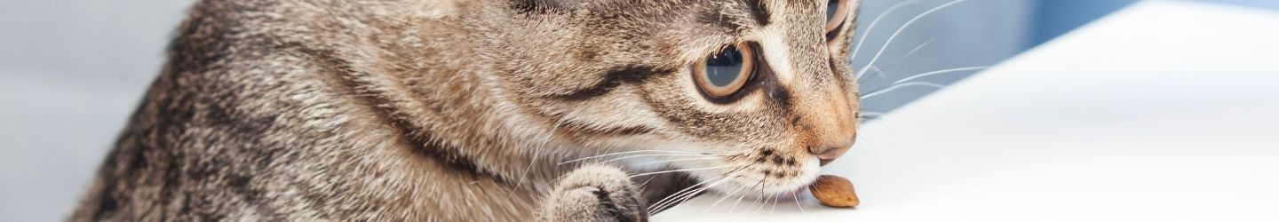 Delicious cat food for underweight cats at Petlux – Petlux.eu