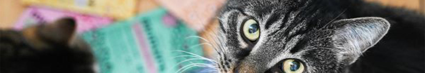 Monster wet food for cats – Petlux.eu